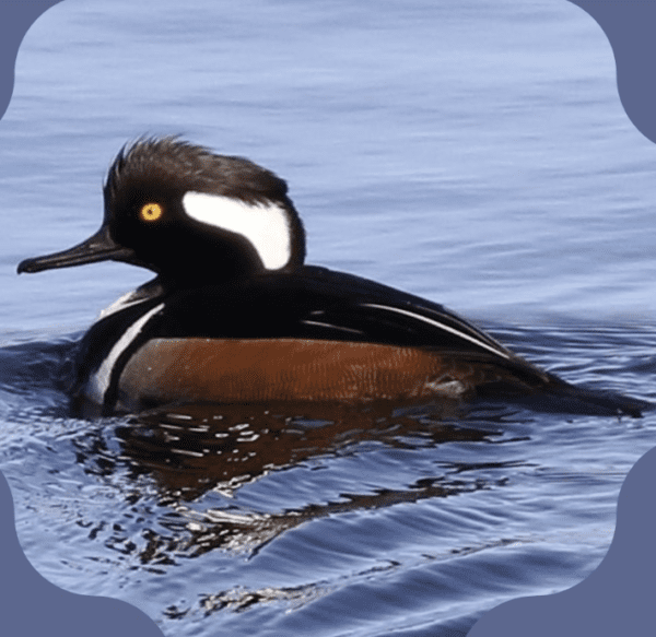 Upcoming Events – Roger Williams Park